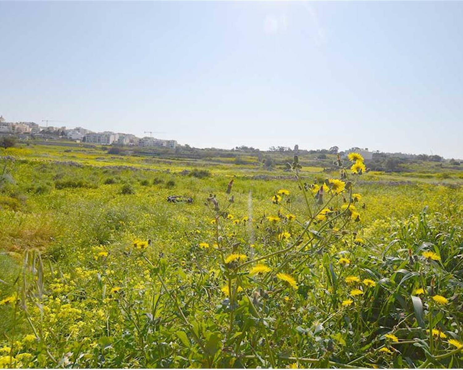 Land - For Sale - Birguma - Malta | 240151012-3630